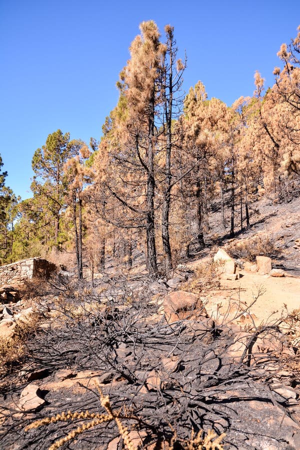 Effects of the Fire in a Forest Stock Photo - Image of country, natural ...