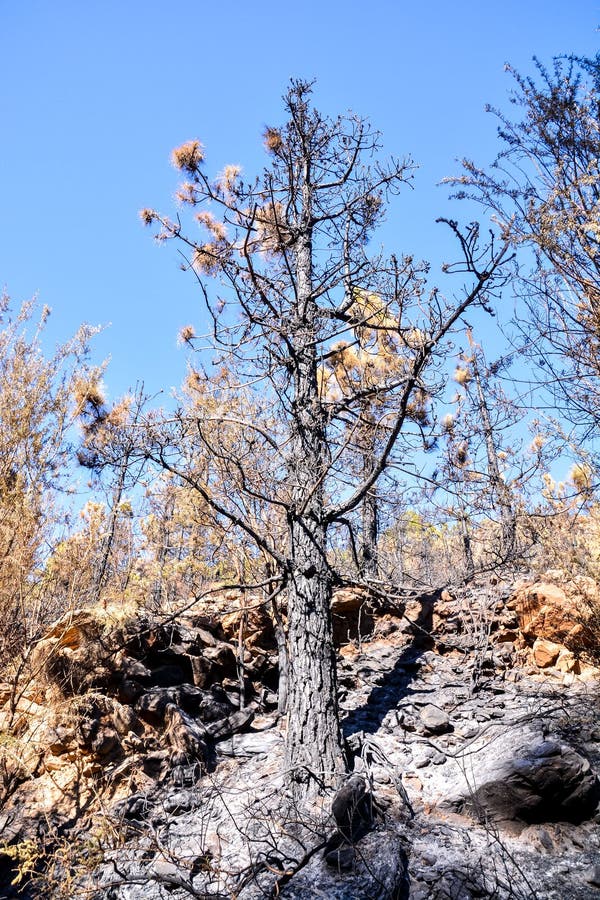 Effects of the Fire in a Forest Stock Image - Image of bush, bushfire ...