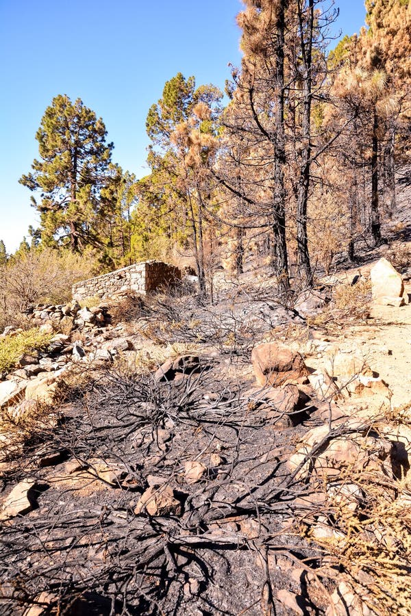 Effects of the Fire in a Forest Stock Photo - Image of black, burn ...