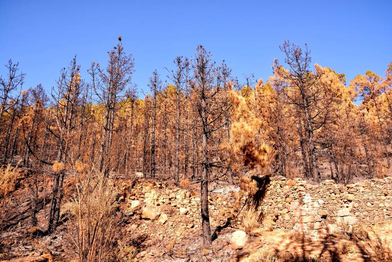 Effects of the Fire in a Forest Stock Image - Image of burnt, fire ...