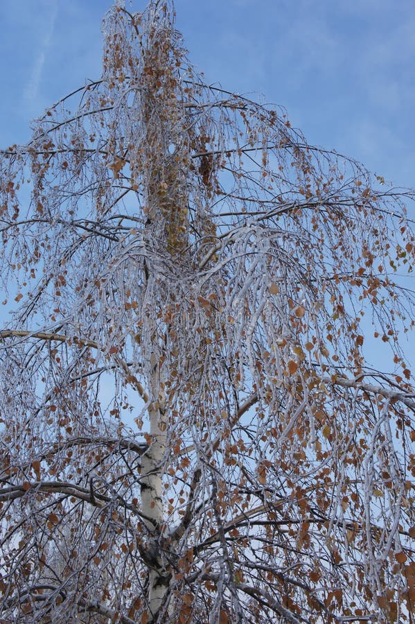 Drooping Birch Trees On The Mountain River Katun. Stock Photo - Image ...