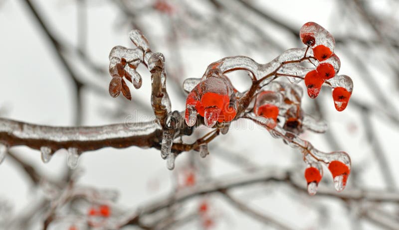 Effects Freezing Rain Trees Ice Crust Stock Photos - Free & Royalty ...