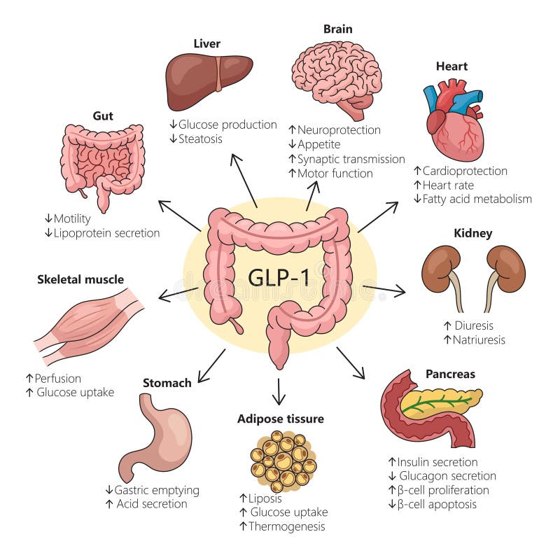 Effects of GLP-1 on Various Human Body Organs Stock Vector ...