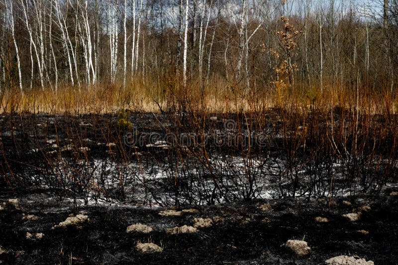 Effects of Grass Fire on Soils. Charred Grass after a Spring Fire ...