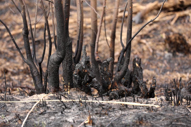 Field of Burned Dead Conifer Trees with Hollow Branches in Beautiful ...