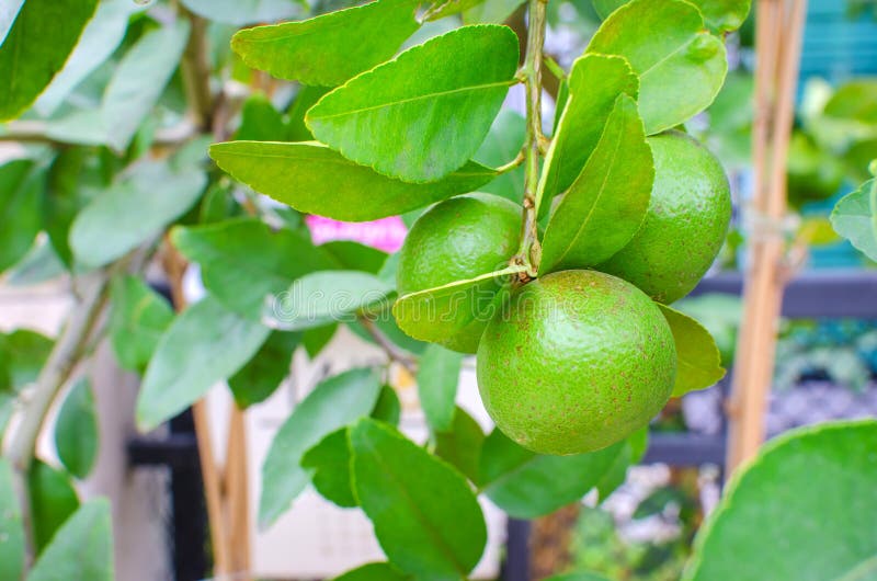 Effects Surface Fresh Lime on Tree in Garden Stock Photo - Image of ...