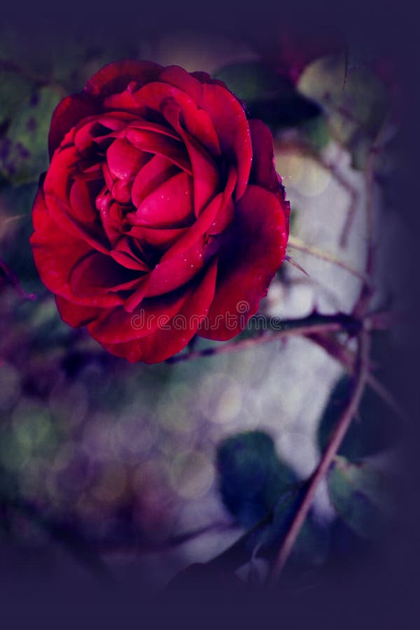 Effets Simples Roses D'écarlate Rouge Et De Bokeh Photo stock - Image ...