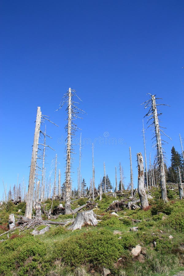 Effetto Della Pioggia Acida Immagine Stock - Immagine di distrutto ...