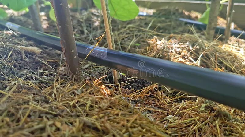 Drip Irrigation System for Seedling Watering Stock Video - Video of ...