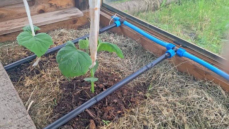 Efficient Drip Irrigation System for Sustainable Greenhouse Farming ...