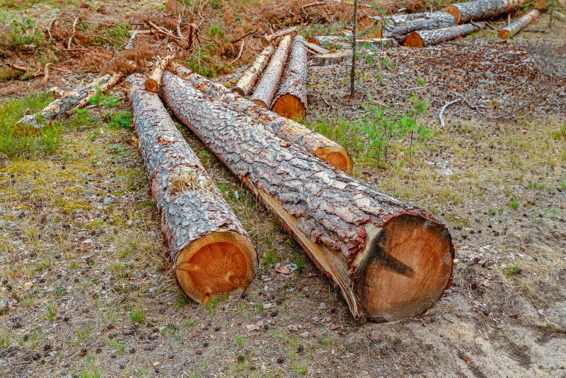 Eforestation and Industrial Tree Logging Stock Image - Image of ...