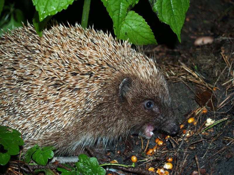 Egel in tuin stock foto. Image of egel, wild, openlucht - 25172676