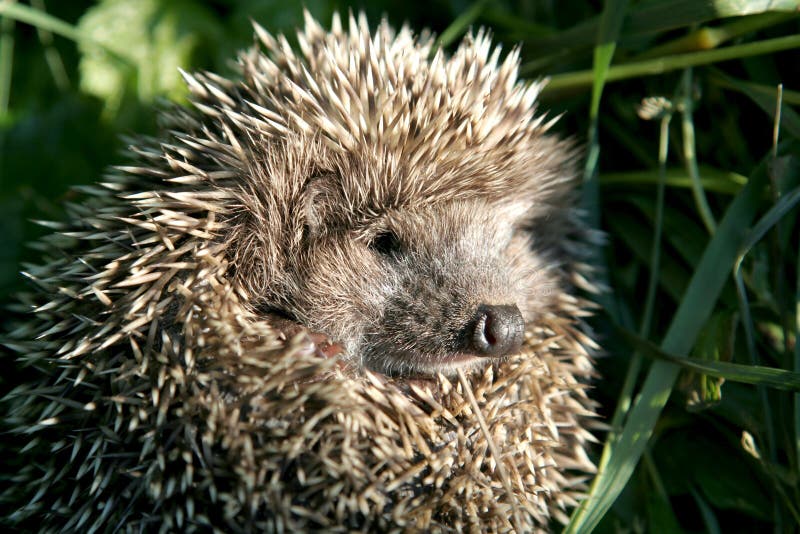 Egel stock afbeelding. Image of snuit, neus, zoogdier - 1521139