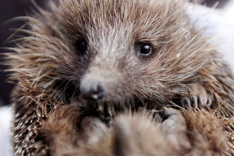 Egel stock foto. Image of leuk, doornig, stekels, enkelvoudig - 15471164