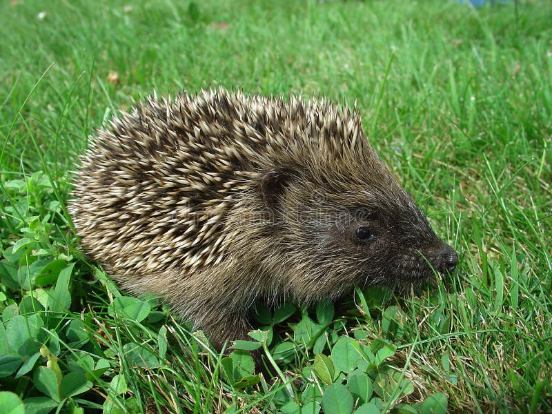 Egel stock foto. Image of leuk, helder, tuin, ogen, zoogdier - 2435848