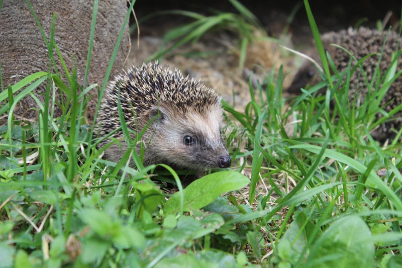 Egel stock foto. Image of jong, weide, nave, portret - 33614028