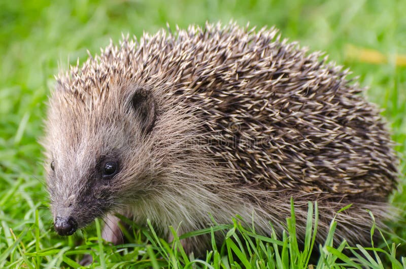 Egel (Erinaceus-europaeus) Op Gras in De Herfst De Egels Zijn Stock ...