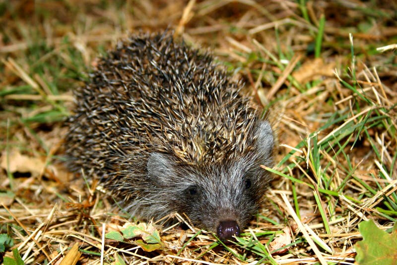 Egel stock afbeelding. Image of nave, europa, foerage, foerageren - 402319