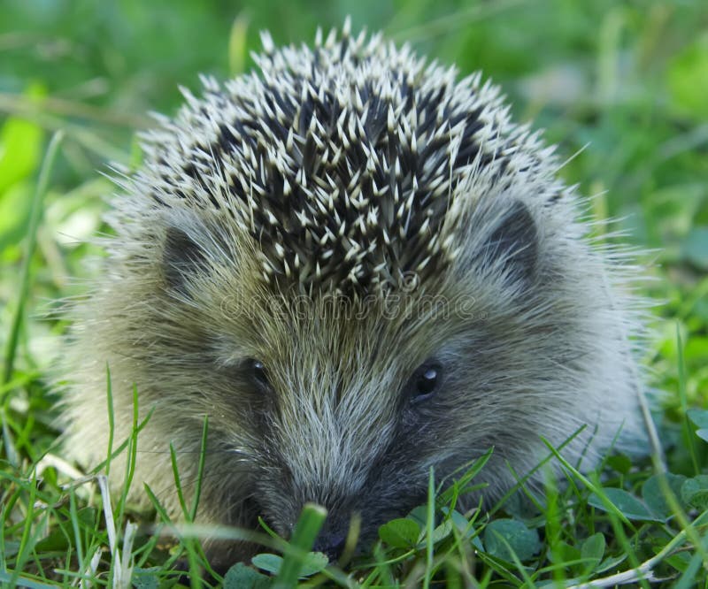 Egel stock foto. Image of dier, stekelig, wild, scarificator - 4139338