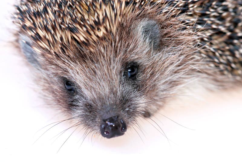 Egel stock afbeelding. Image of haar, geïsoleerd, één - 6170695