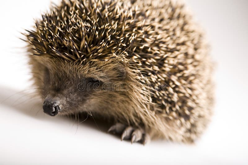 Egel stock afbeelding. Image of dieren, egel, schepsel - 6305401