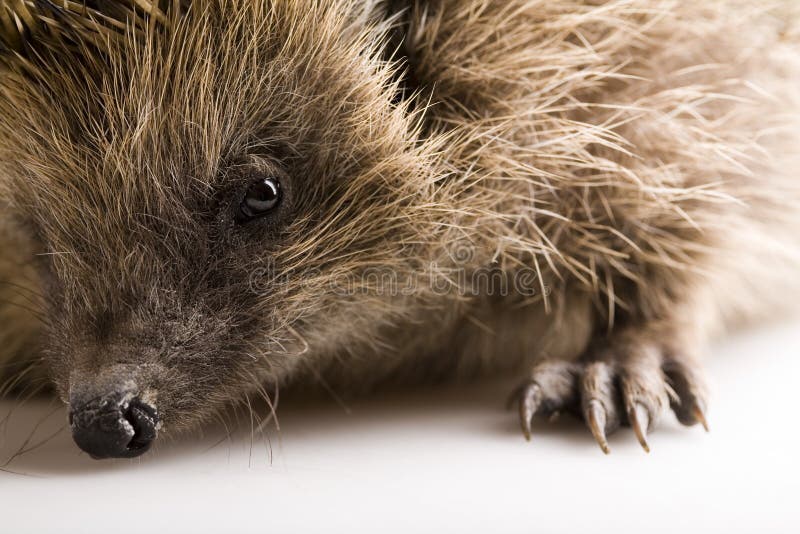 Egel stock foto. Image of vruchten, stekel, zoogdier, najaar - 2190616