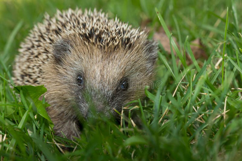 Egel in de tuin stock afbeelding. Image of jong, druiloor - 78099883