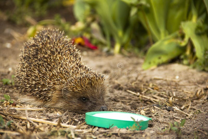 Egel in De Tuin. Egel Eet Melk. Erinaceus Europaeus Stock Foto - Image ...