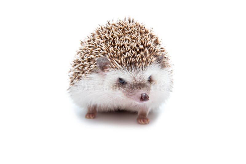 Egel op witte achtergrond stock foto. Image of pictogram - 101675862