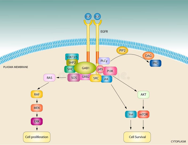 EGF signaling pathway stock illustration. Illustration of biology ...