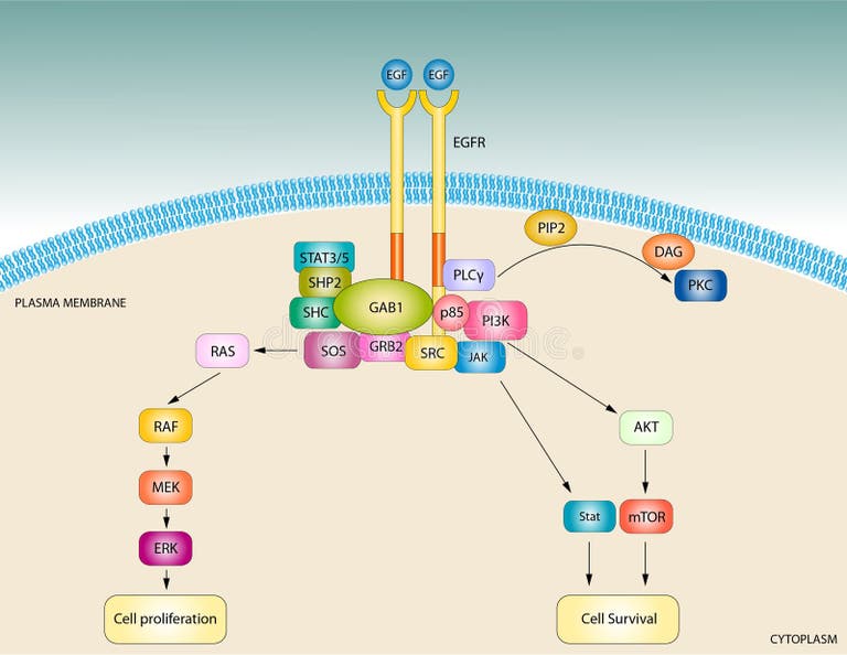 EGF signaling pathway stock illustration. Illustration of biology ...