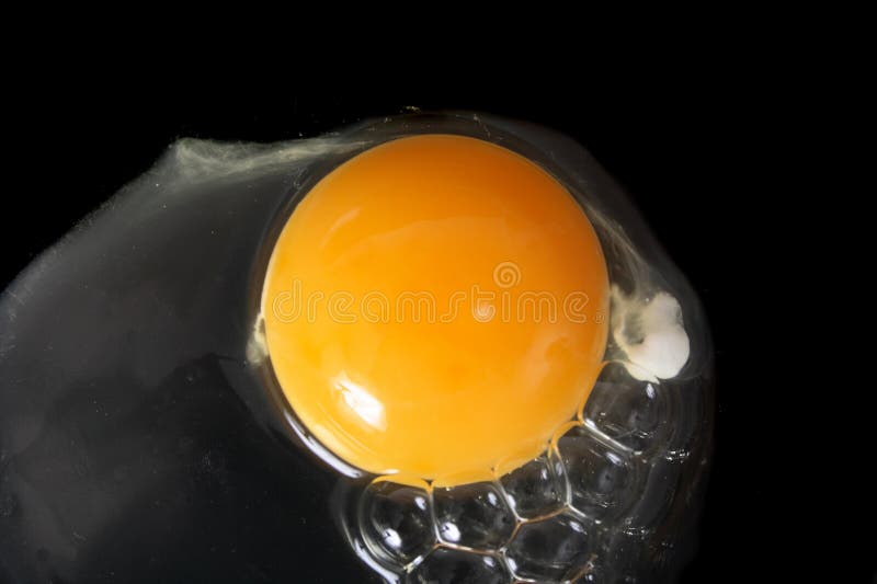 Fertile duck egg stock photo. Image of poultry, incubated - 22475390