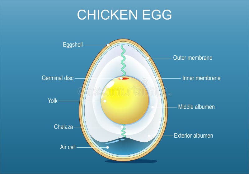 Egg Anatomy. Structure of Bird Egg Stock Vector - Illustration of ...