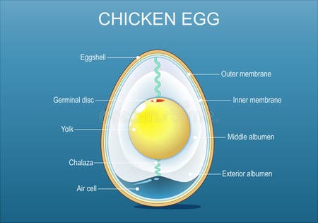 Egg Anatomy. Structure of Bird Egg Stock Vector - Illustration of ...