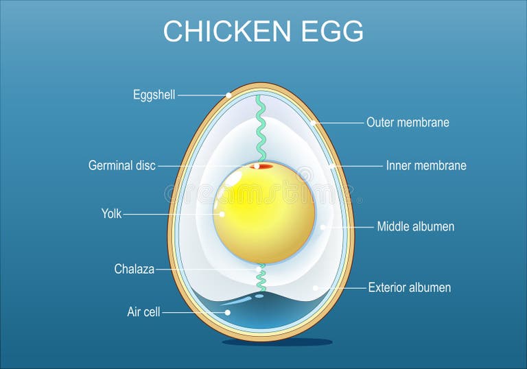Anatomy Chicken Egg Stock Illustrations – 127 Anatomy Chicken Egg Stock ...