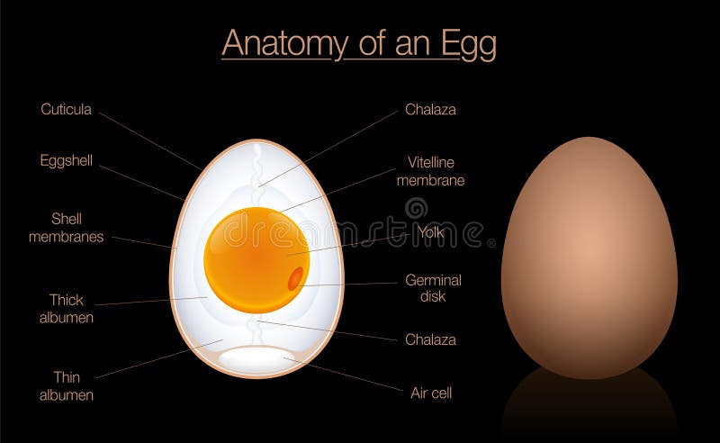 Egg Structure Anatomy Diagram Chart Names Stock Vector - Illustration ...