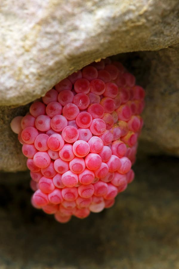 Egg of Apple snails stock photo. Image of asia, wilderness - 37280852