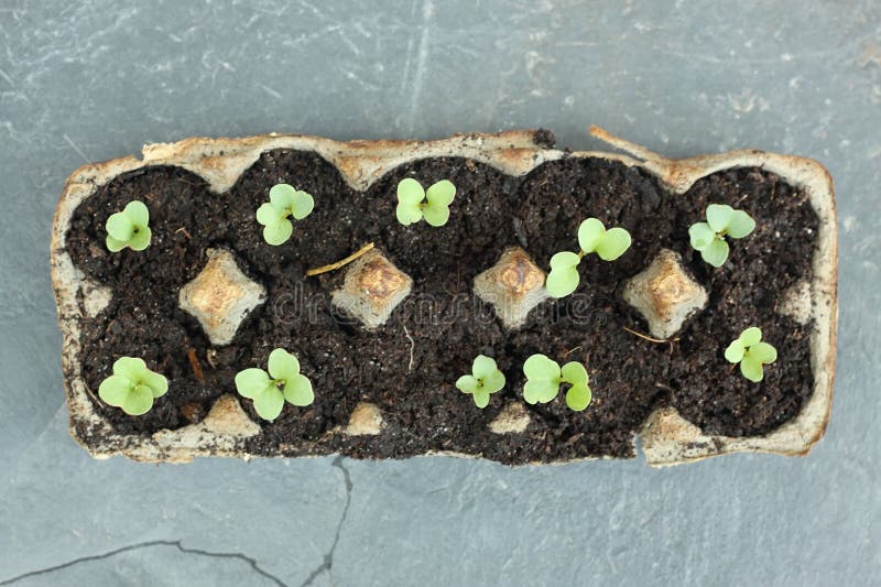 Egg Boxes with Radish Seedlings Stock Photo - Image of inovation, dirt ...