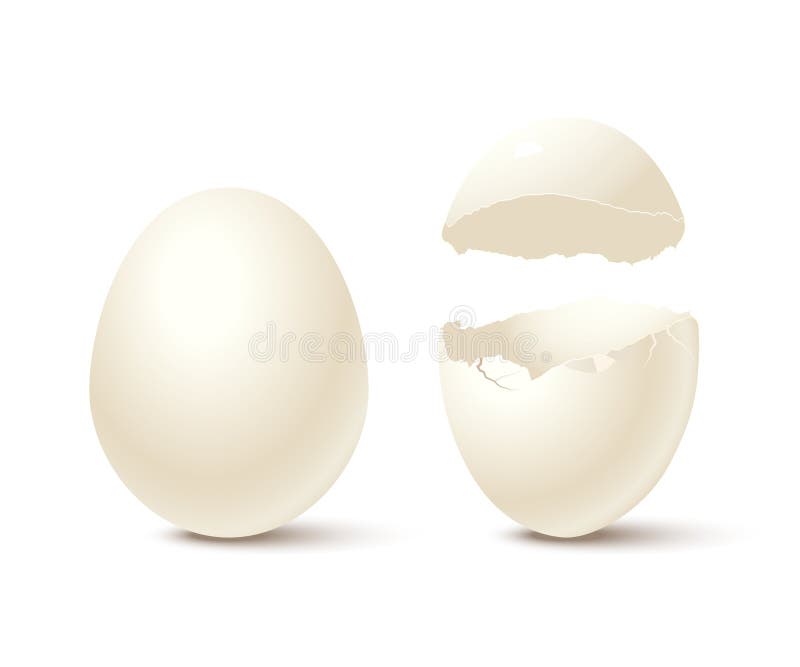 Empty Egg Shell