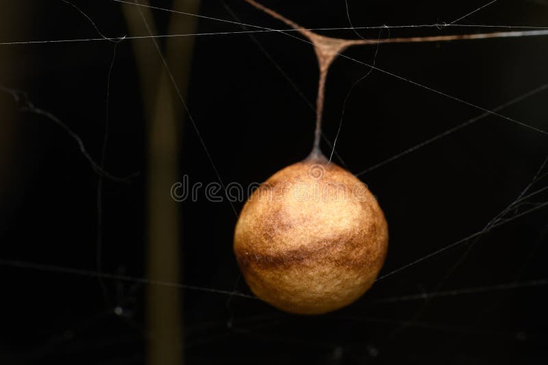 Spider Egg Case on Web, Satara, Maharashtra Stock Photo - Image of ...