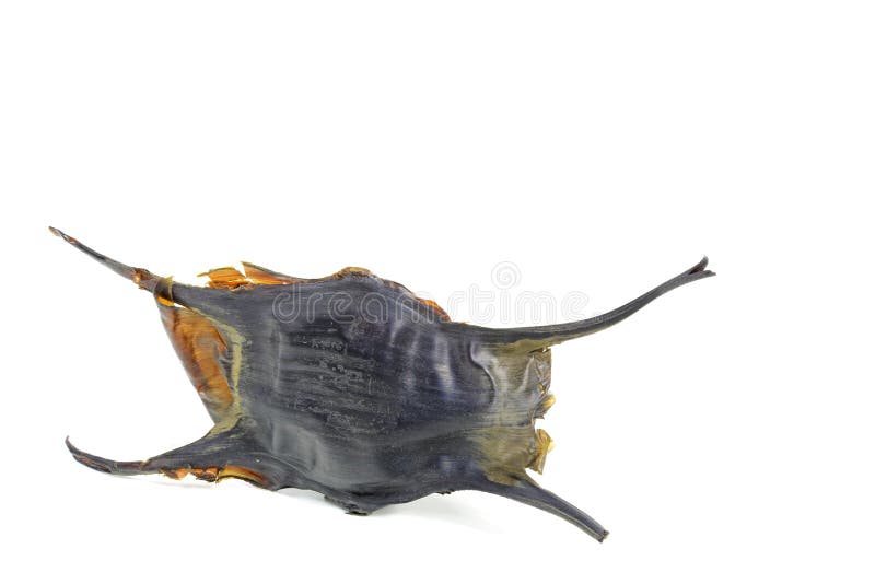 Egg Case of a Shark or a Ray Stock Photo - Image of ocean, white: 90274710