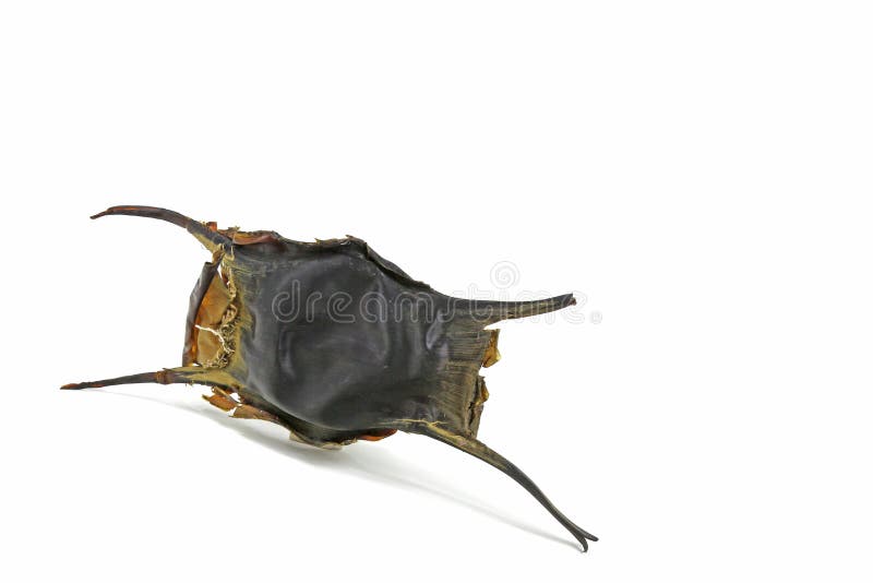 Egg Case of a Shark or a Ray Stock Image - Image of space, background ...