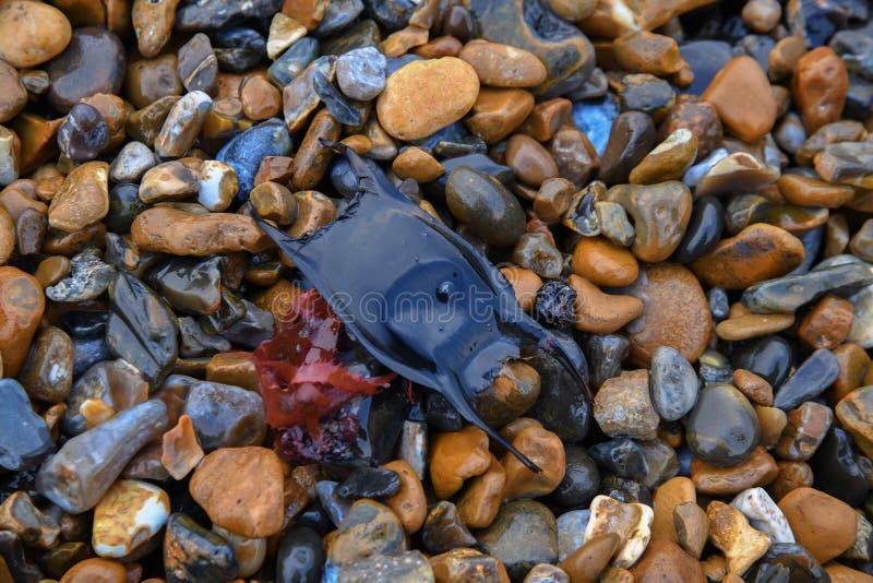 Egg Casing of a Ray Fish Also Known As Mermaids Purse. Stock Image ...
