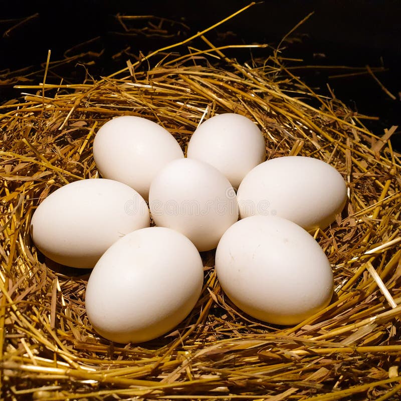 Egg-celent Eggs stock photo. Image of celent, chickenegg - 184866900