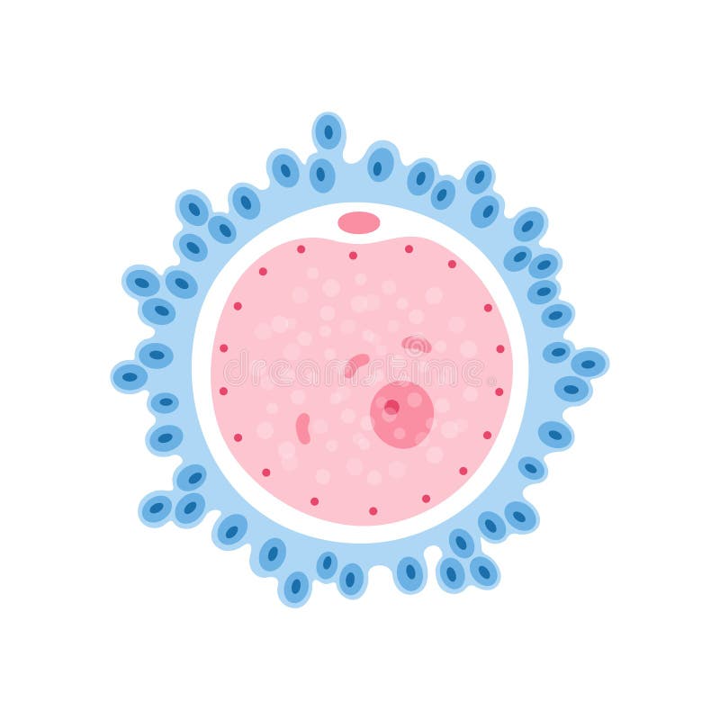Female Egg Structure Stock Illustrations 345 Female Egg Structure