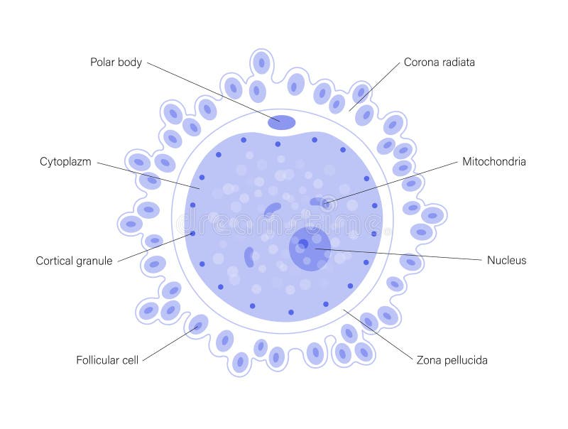 Egg Cell Anatomy Stock Vector Illustration Of Microbiology 193334477