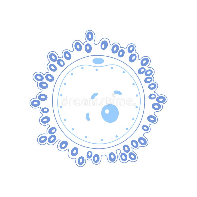 Egg Cell Anatomy Stock Vector Illustration Of Microbiology 193334477