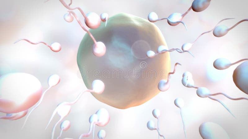 Sperm Cells are Male Reproductive Cells that Originate in the Testicles ...