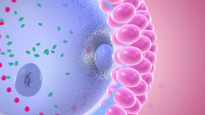 Egg Cell Polar Body stock video. Video of child, woman - 282781561