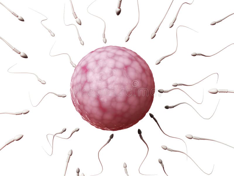 Egg cell and sperm stock illustration. Illustration of birth - 30726603